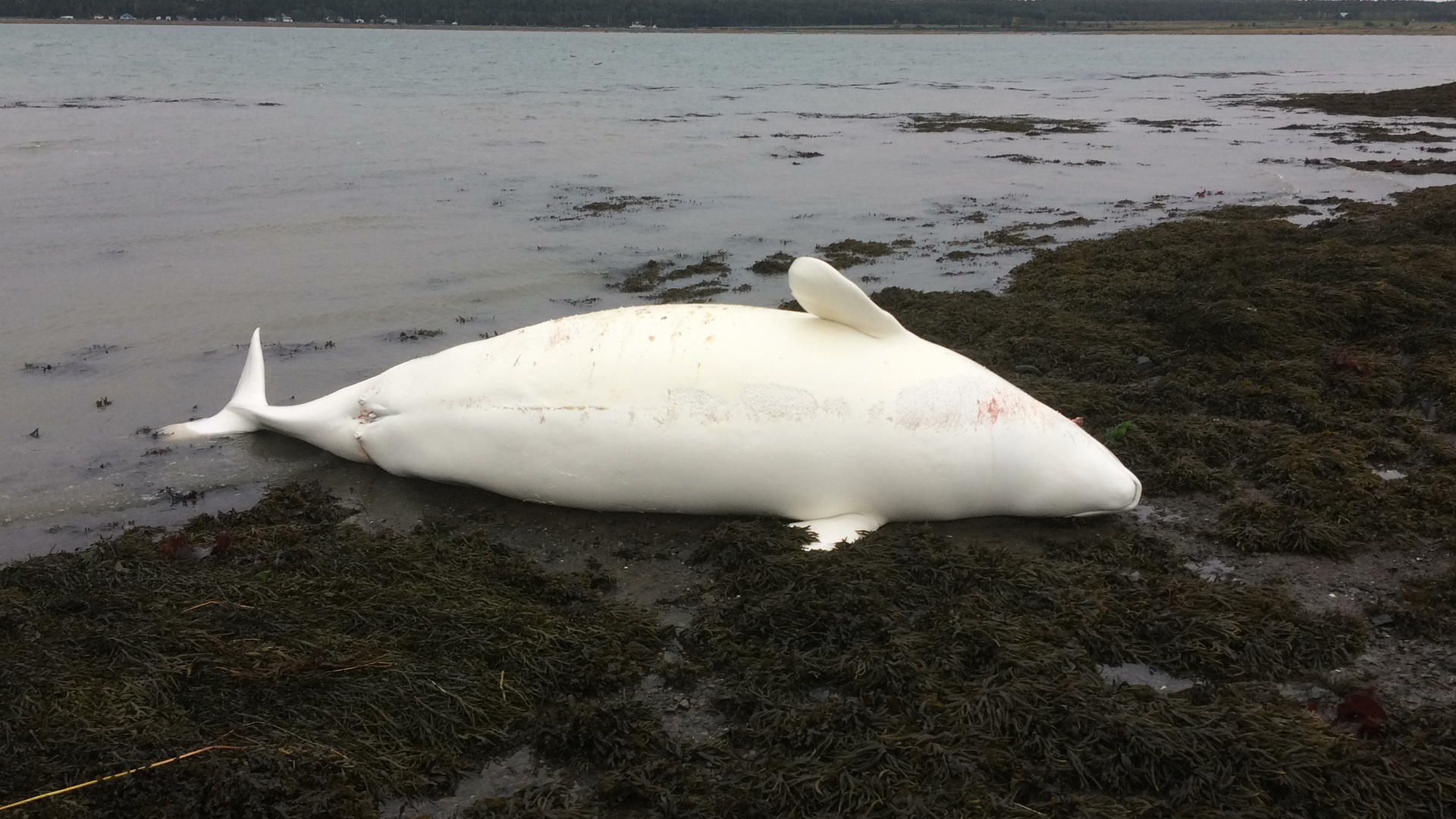 Une carcasse de béluga retrouvée à Rivière-Ouelle - Le Placoteux